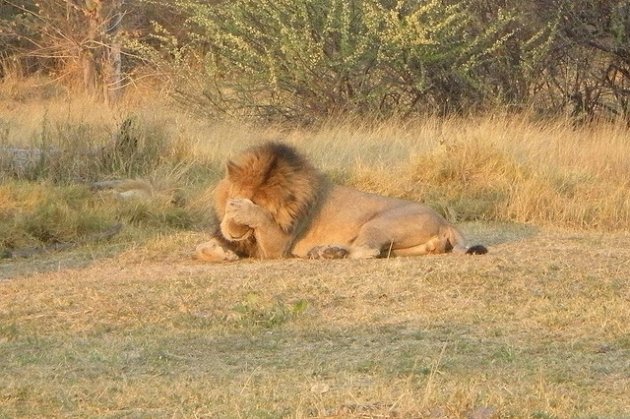 13 animals who are just a bit fed up · The Daily Edge