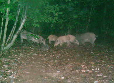 What are all these wild boars* doing running around Ireland?