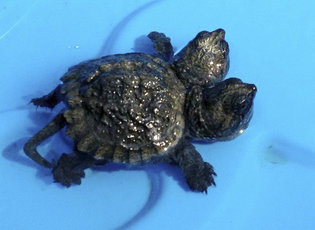 Woman discovers two-headed baby turtle, names it Frank and Stein