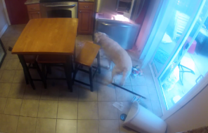 Cheeky labrador caught on camera stealing food from the fridge