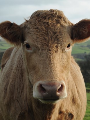 Indian farmers now have to provide mugshots of their cows